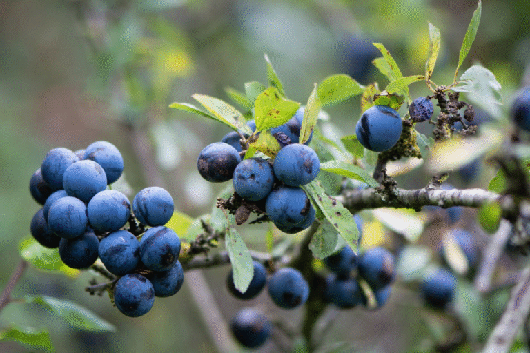 How to Grow and Care Sloe in Garden, Pot & outdoors from Seed - Treeier