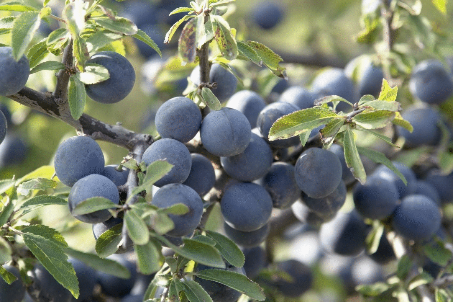 How to Grow and Care Sloe in Garden, Pot & outdoors from Seed - Treeier