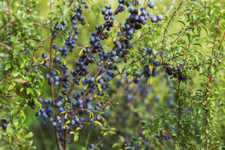 How to Grow and Care Sloe in Garden, Pot & outdoors from Seed - Treeier
