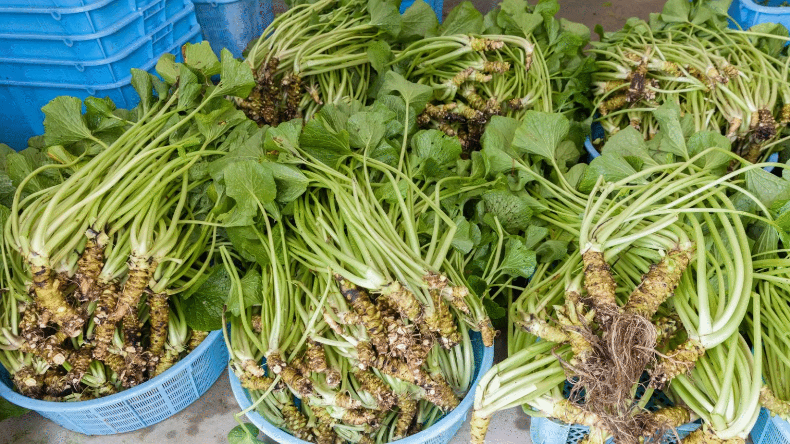 How to Grow wasabi in Garden, Pot & Indoors from Seed - Treeier