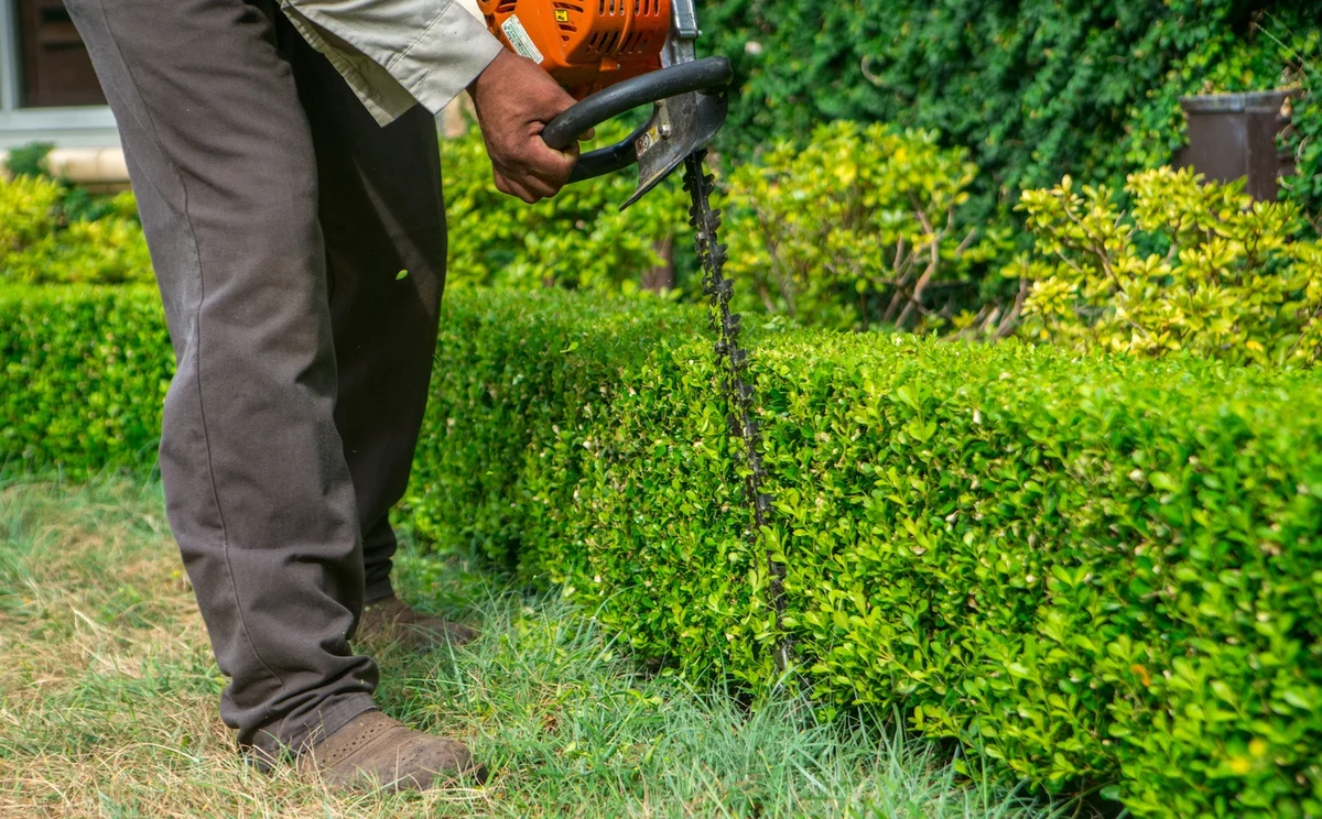 How to Remove Bushes and Shrub Roots - Treeier