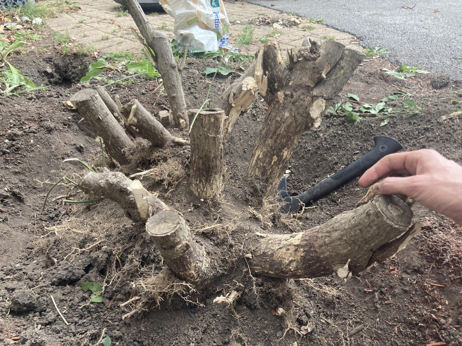 How to Remove Bushes and Shrub Roots - Treeier