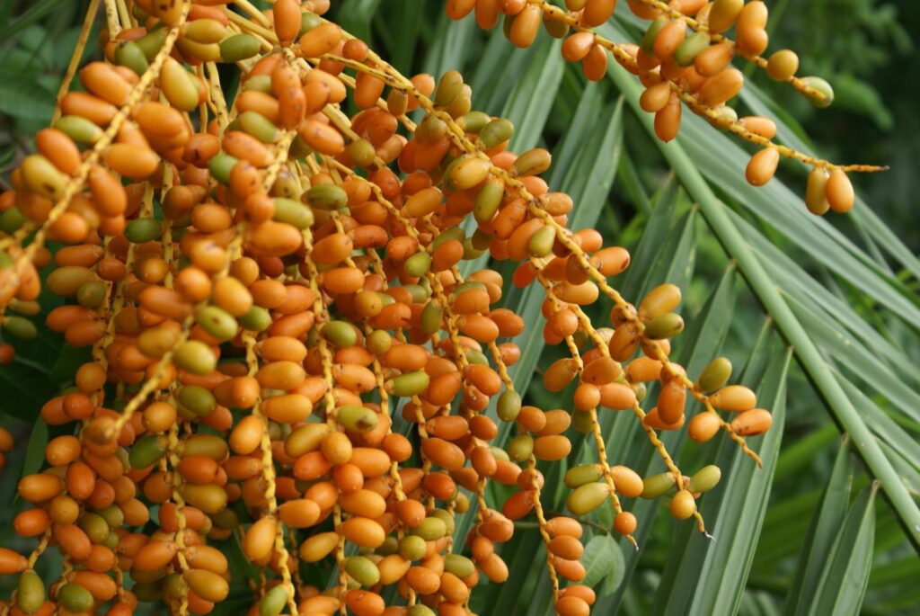 How to Grow and Care Date in Garden, Pot & outdoors from Seed - Treeier