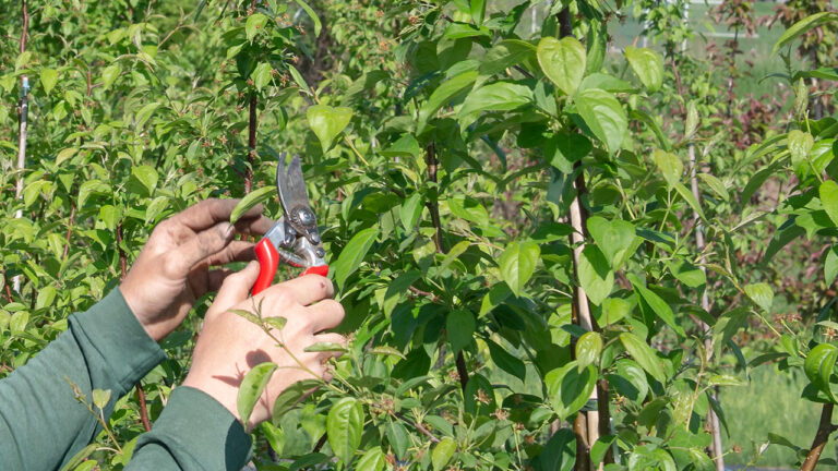Seasonal Pruning Guide for Shrubs and Trees - Treeier