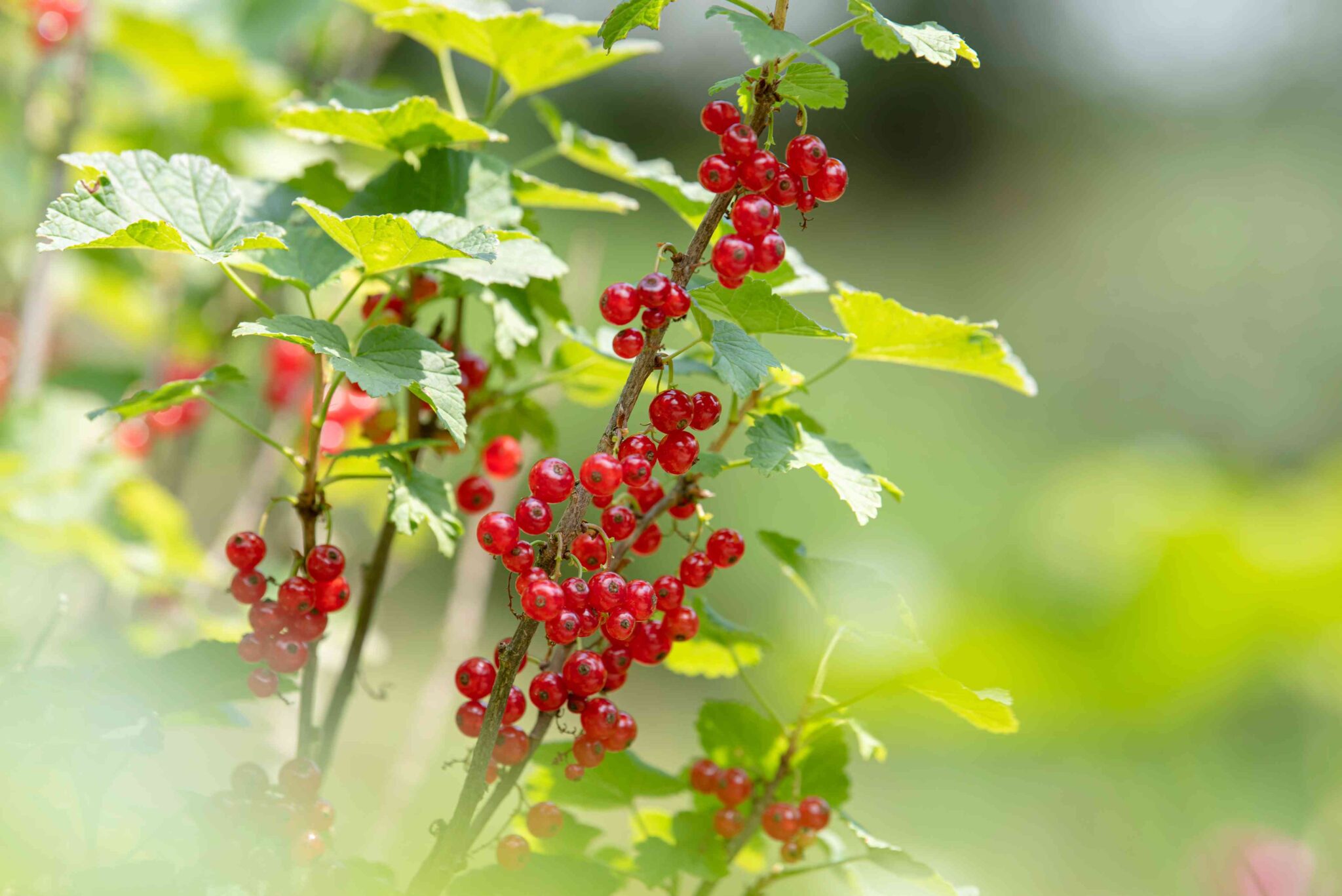 How to Grow and Care Red currant in Garden, Pot & outdoors from Seed ...
