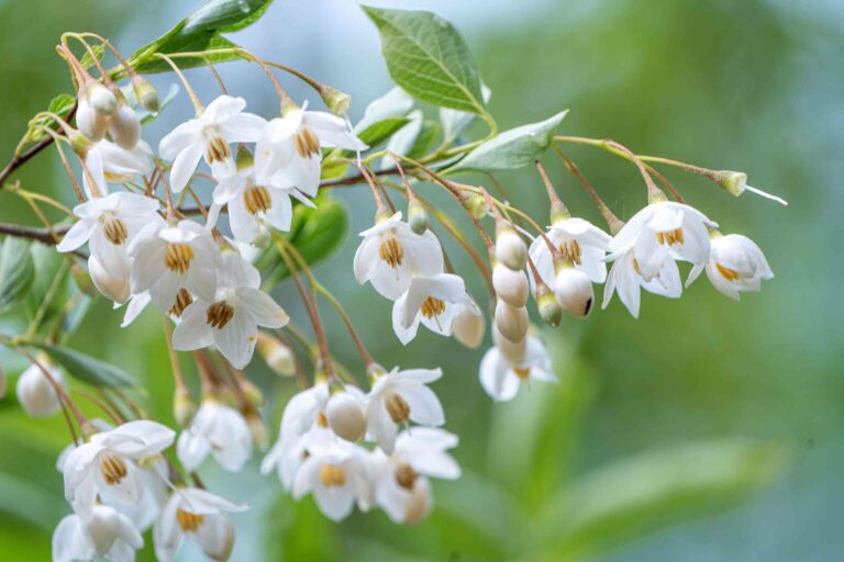 How to Grow and Care For Japanese Snowbell - Treeier