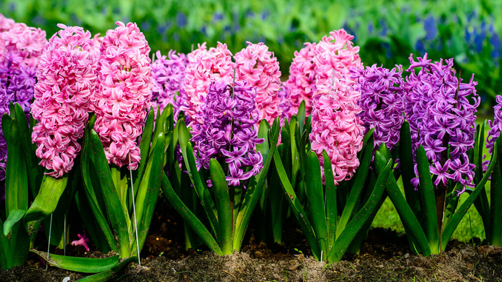 10 Stunning Spring Flowers That Bloom Early - Treeier