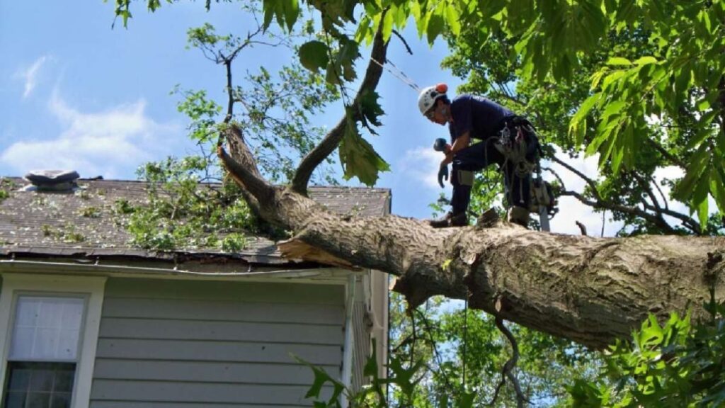 Guide to Free Tree Removal Services for Seniors - Treeier