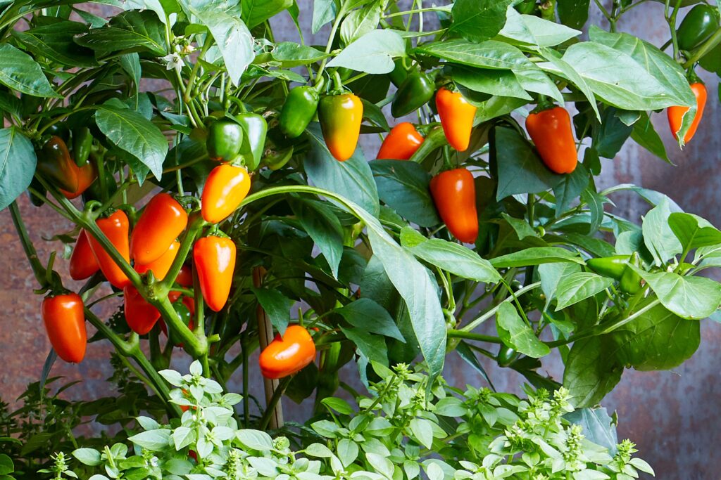 How to Grow paprika in Garden, Pot & Indoors from Seed - Treeier