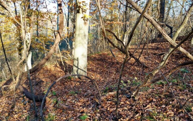 Timber Trespass Damages Calculator - Treeier